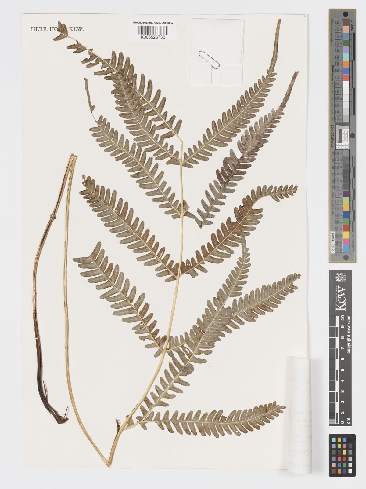 Pteris fauriei Hieron. | Plants of the World Online | Kew Science