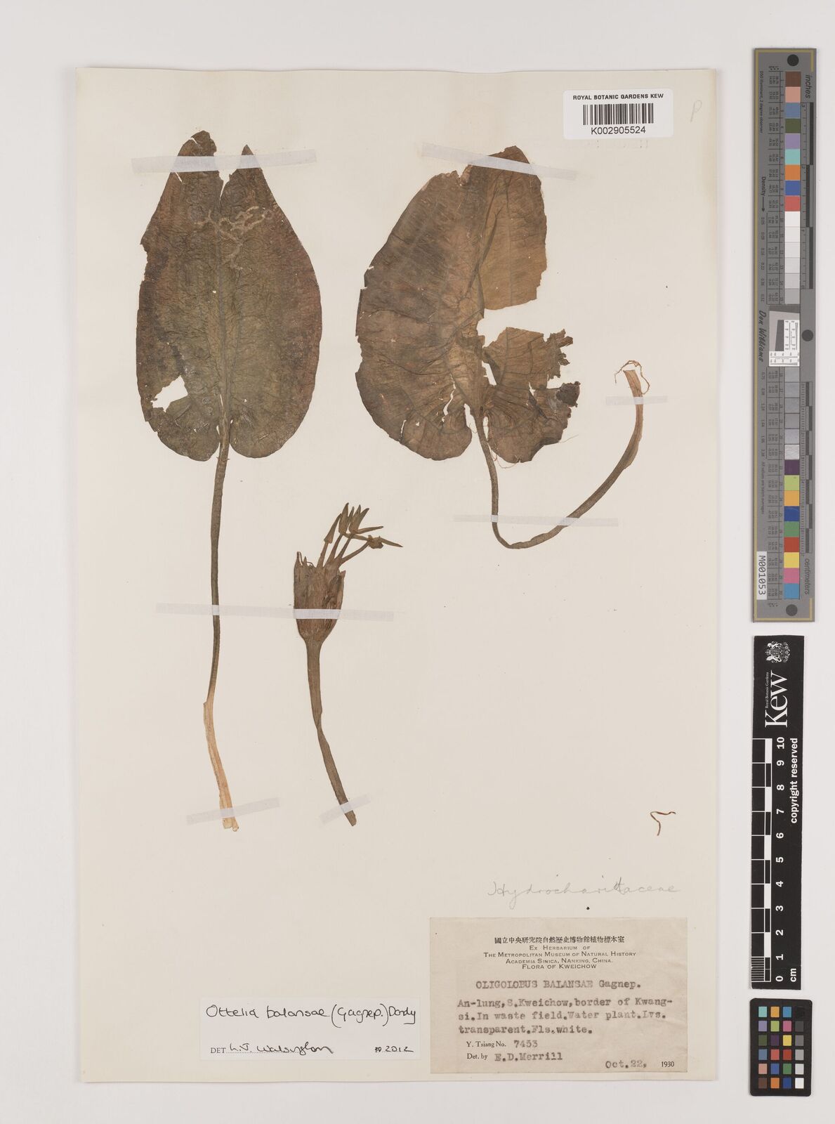 Ottelia balansae (Gagnep.) Dandy | Plants of the World Online | Kew Science