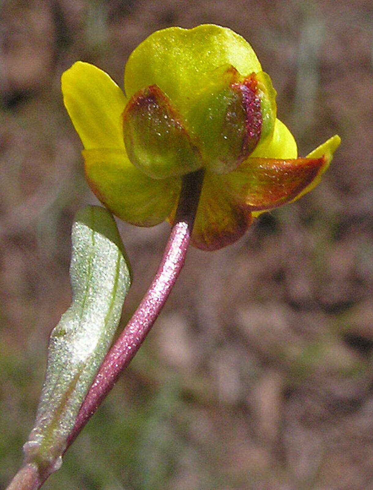 Ranunculus alismifolius Geyer ex Benth. | Plants of the World Online ...