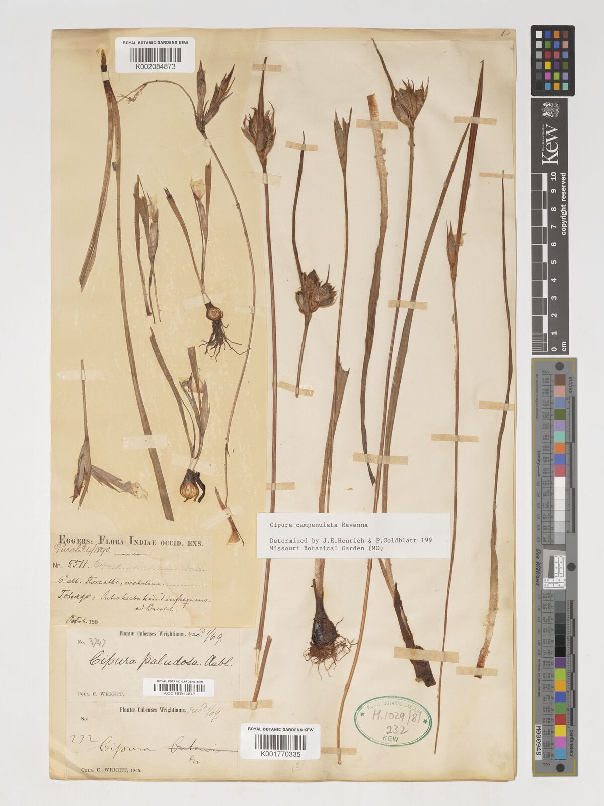 Cipura campanulata Ravenna | Colombian Plants made accessible