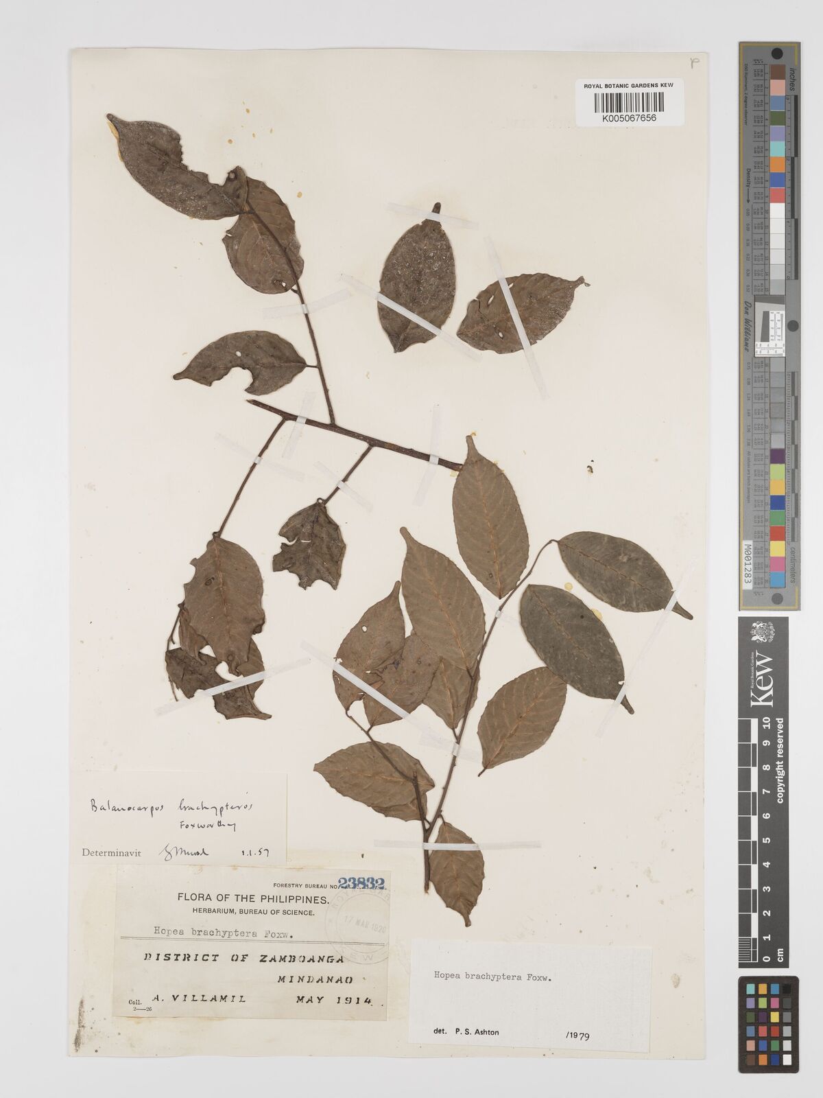 Hopea brachyptera (Foxw.) Slooten | Plants of the World Online | Kew ...