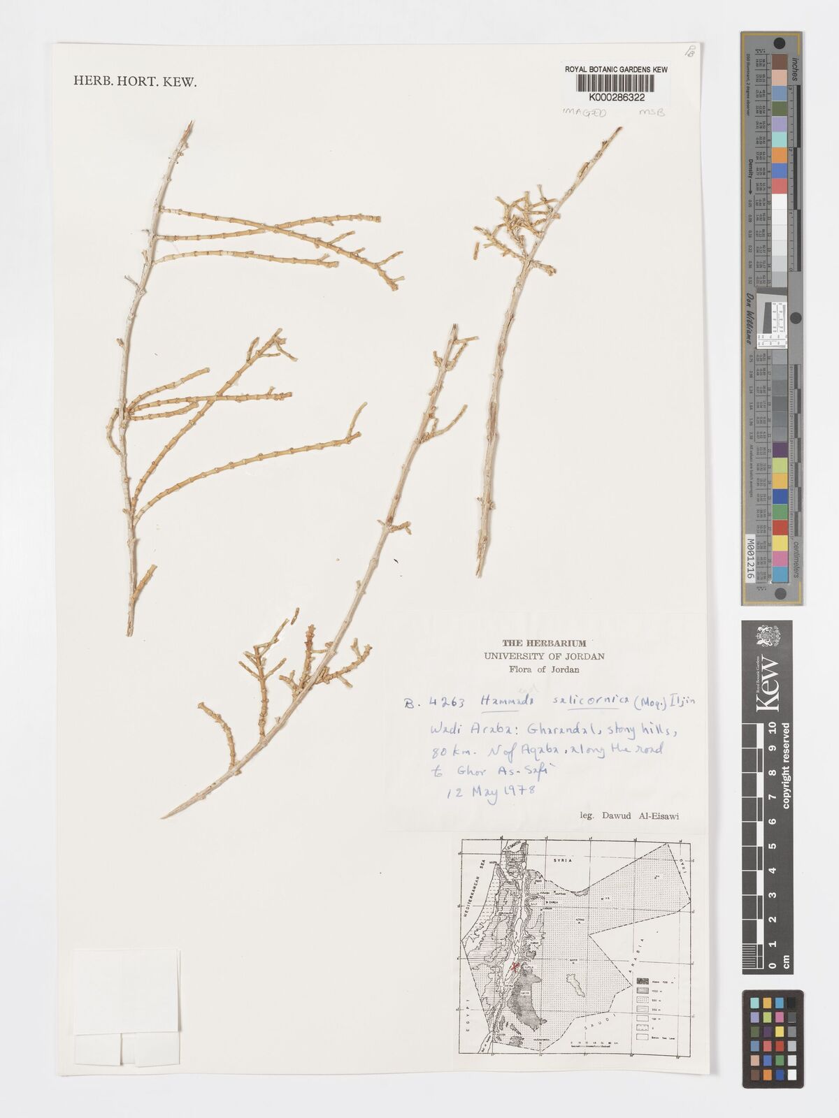 Hammada Iljin | Plants of the World Online | Kew Science