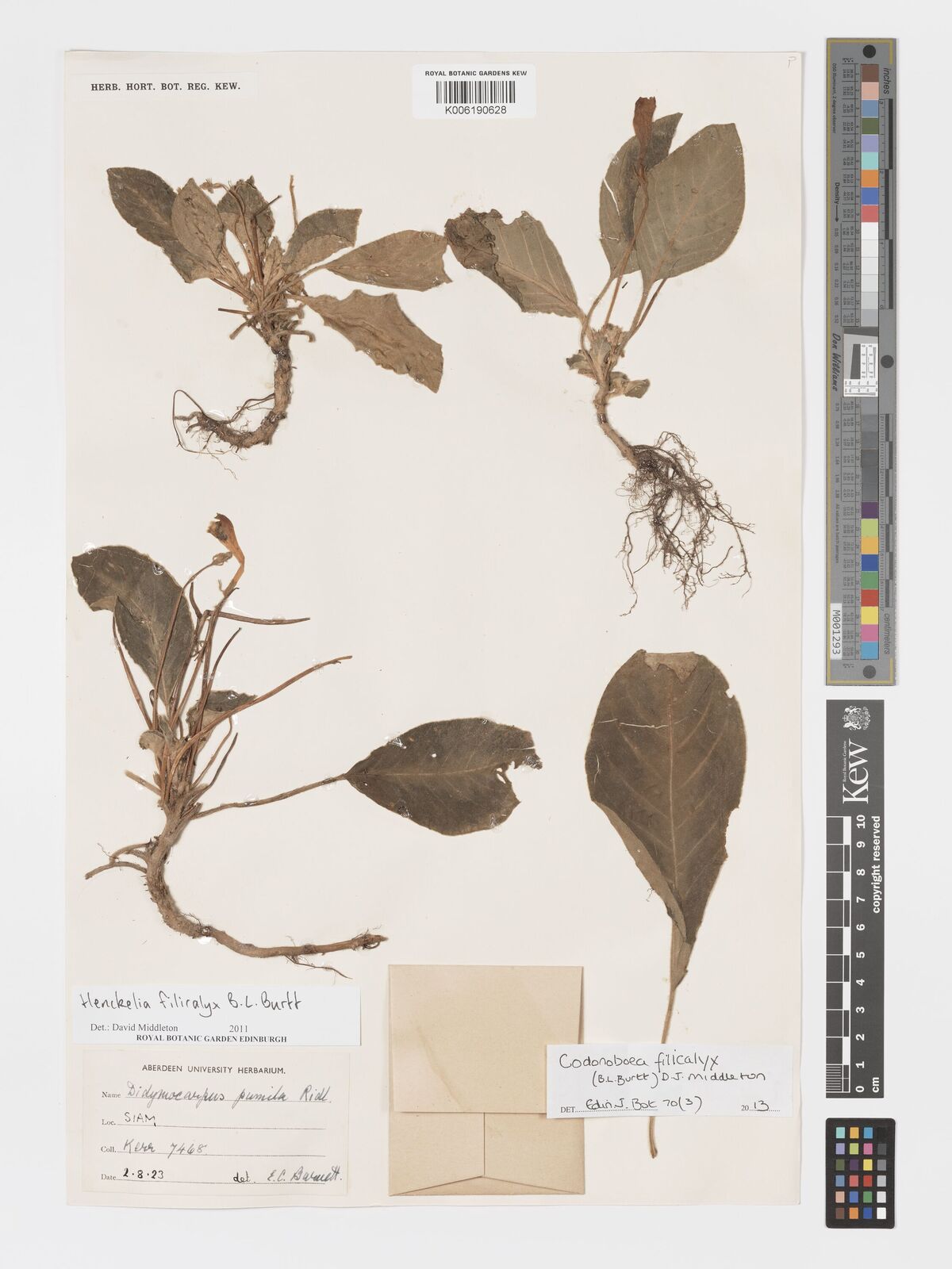 Codonoboea filicalyx (B.L.Burtt) D.J.Middleton | Plants of the World ...