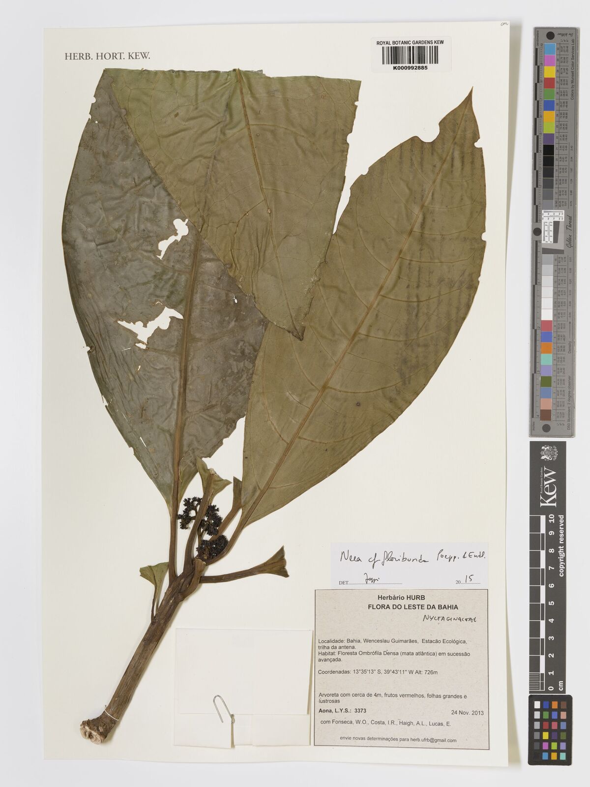 Neea floribunda Poepp. & Endl. | Plants of the World Online | Kew Science