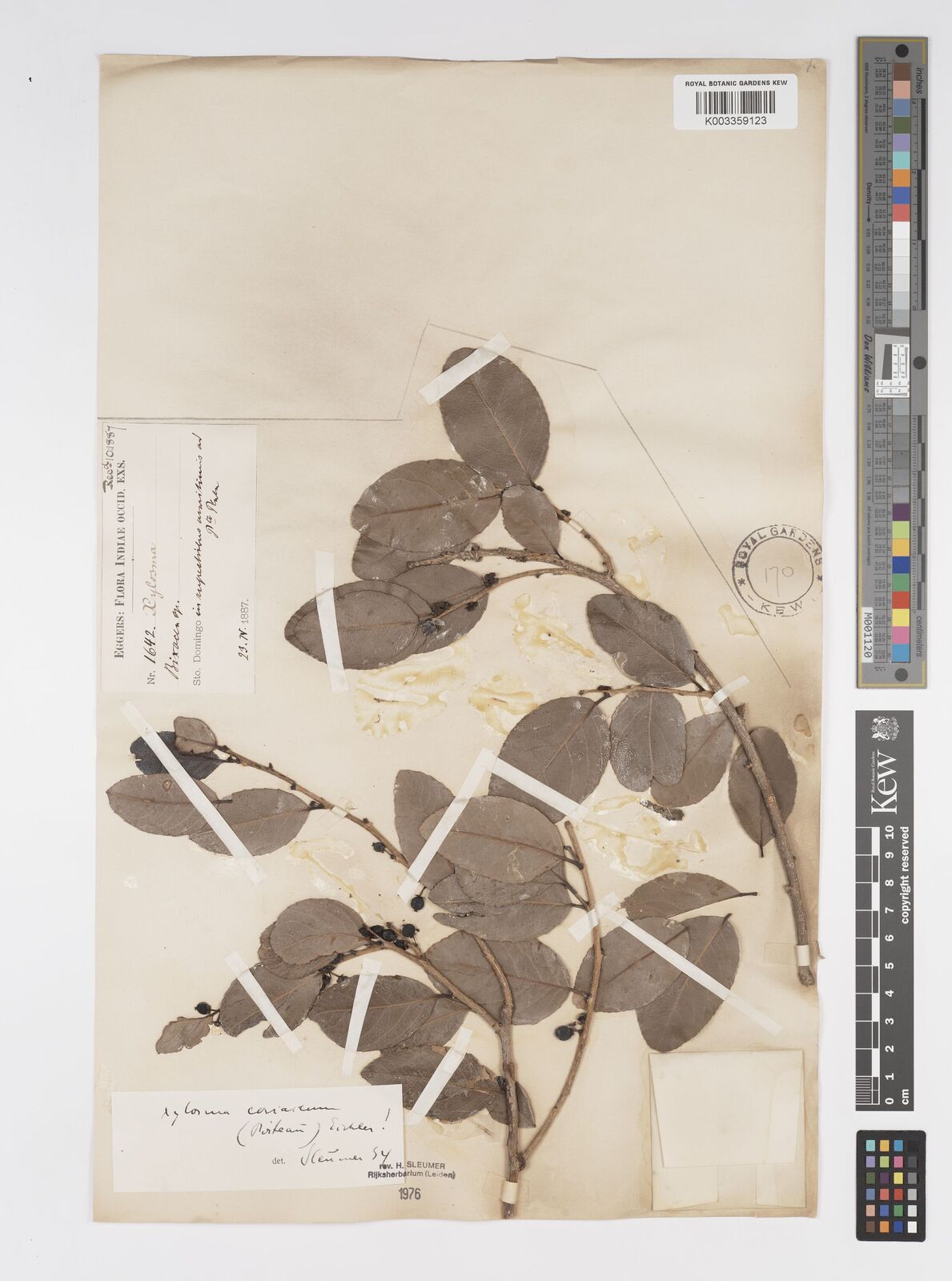Xylosma coriacea (Poit.) Eichler | Plants of the World Online | Kew Science