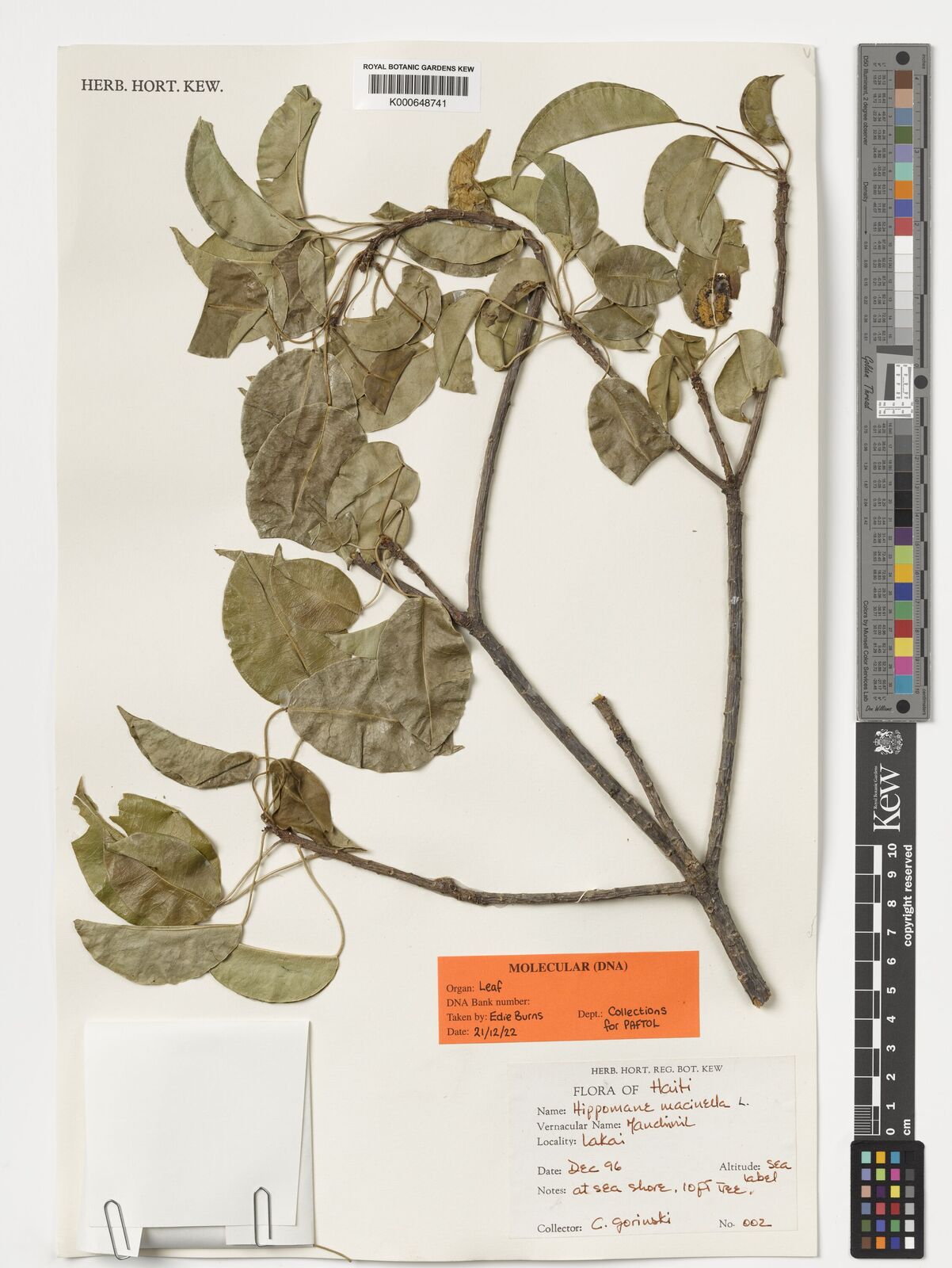 Hippomane mancinella L. | Plants of the World Online | Kew Science