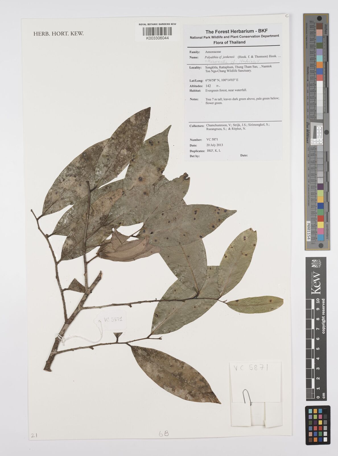 Huberantha jenkinsii (Hook.f. & Thomson) Chaowasku | Plants of the ...