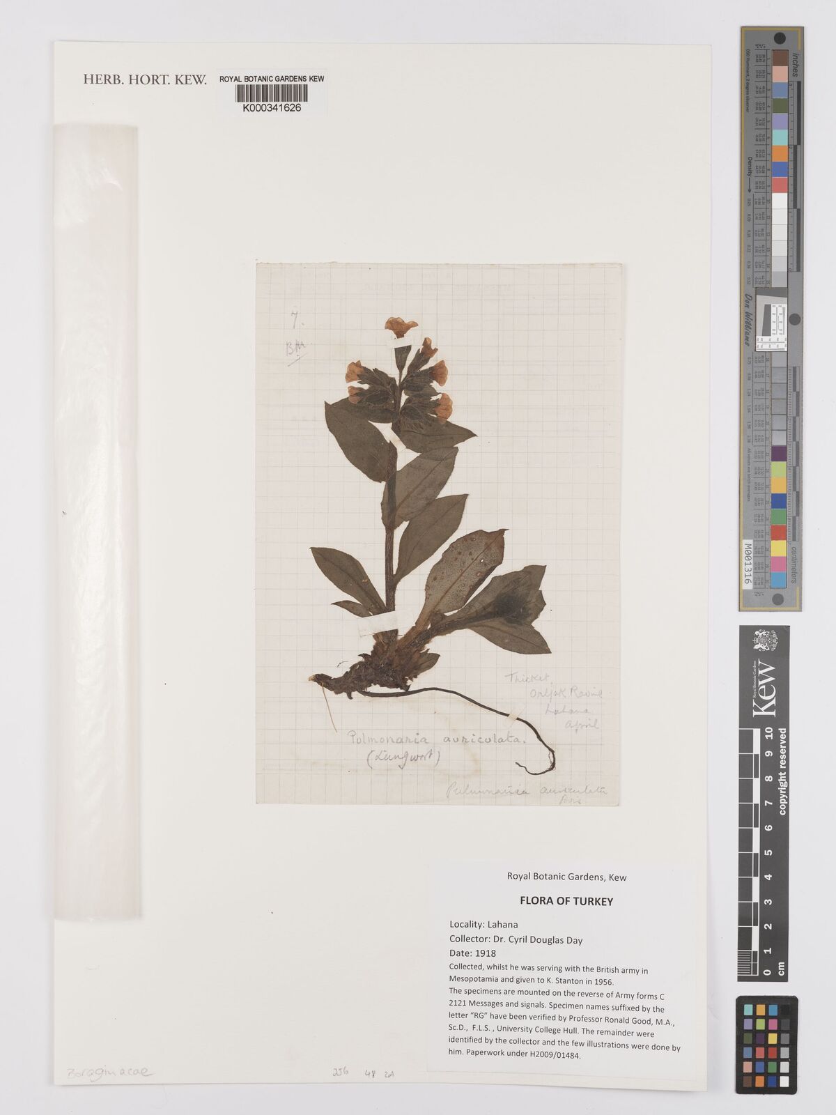 Pulmonaria australis (Murr) W.Sauer | Plants of the World Online | Kew ...