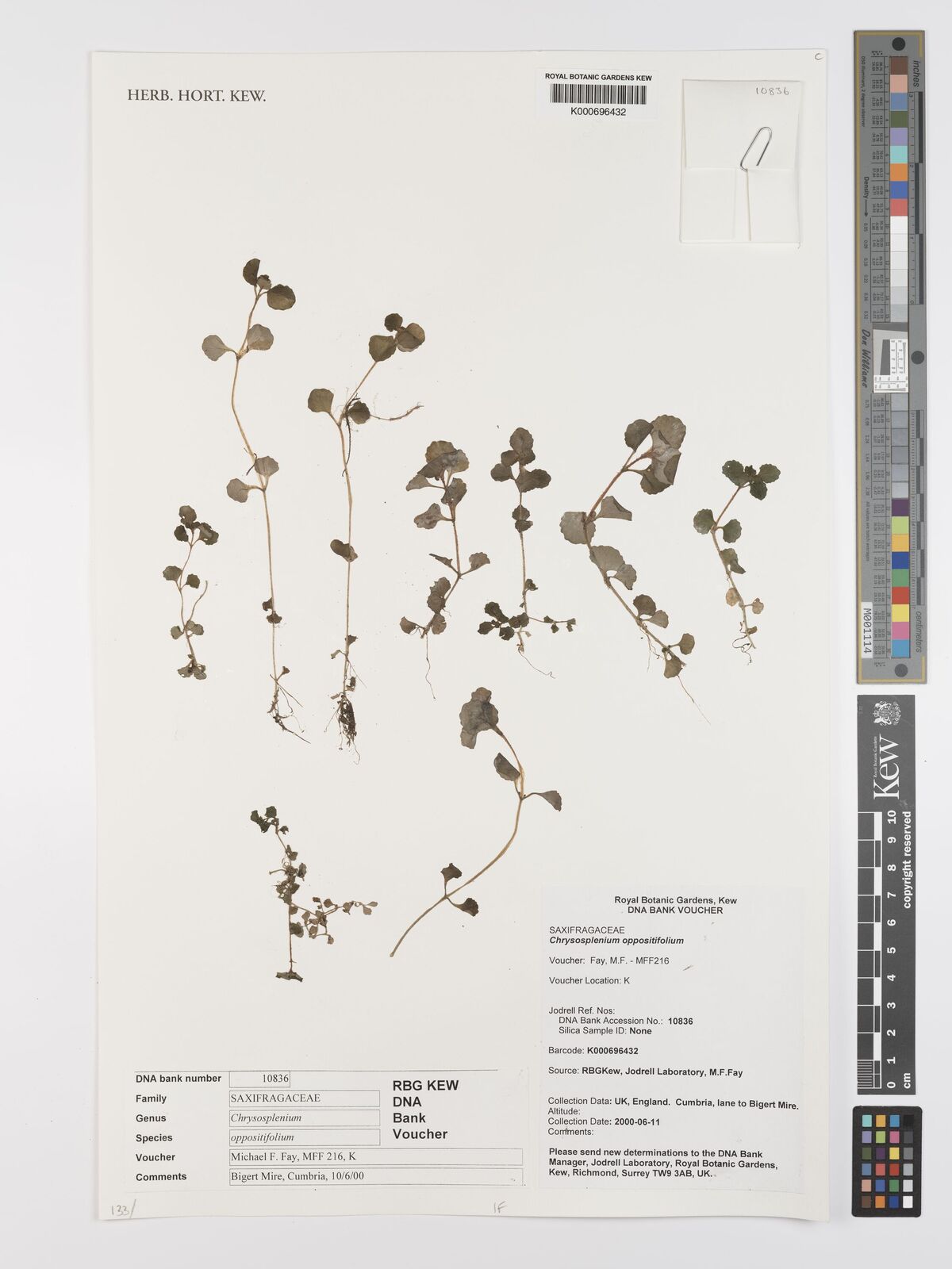 Chrysosplenium oppositifolium L. | Plants of the World Online | Kew Science