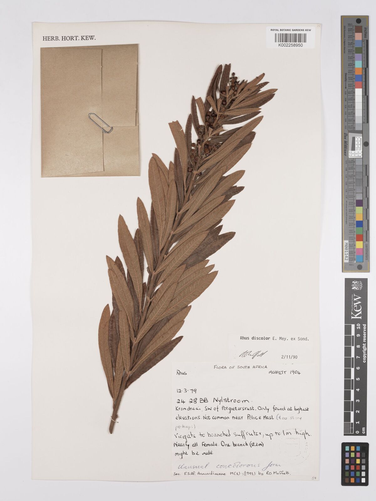 Searsia discolor (E.Mey. ex Sond.) Moffett | Plants of the World Online ...