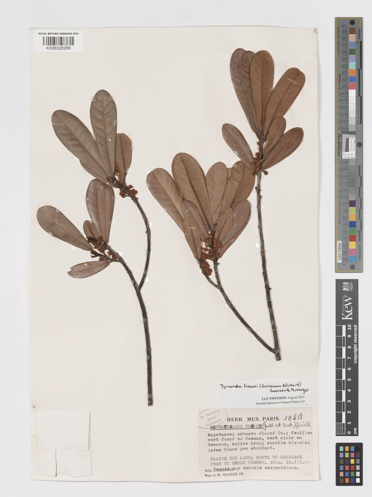 Pycnandra francii (Guillaumin & Dubard) Swenson & Munzinger | Plants of ...