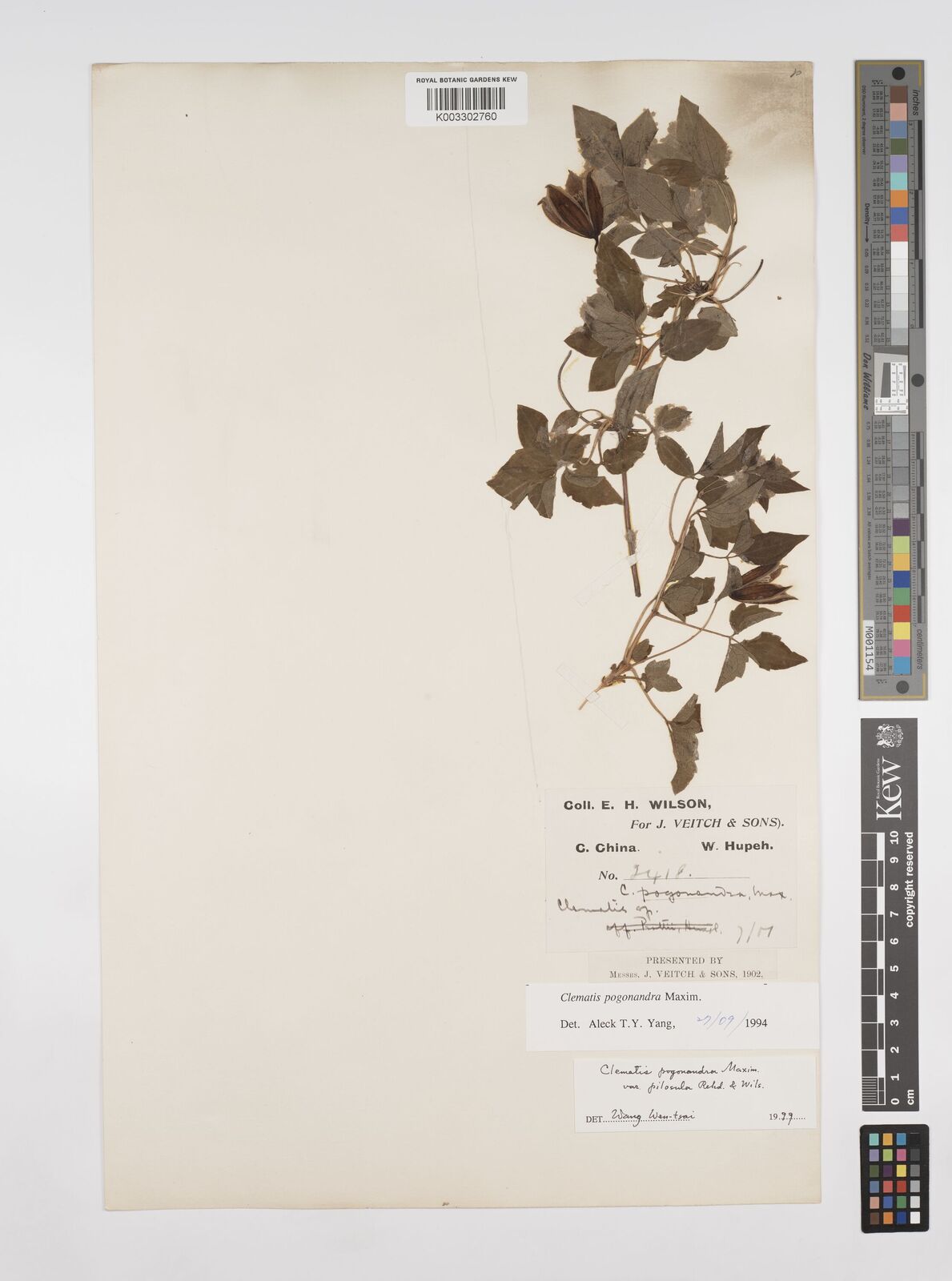 Clematis pogonandra var. pilosula Rehder & E.H.Wilson | Plants of the ...