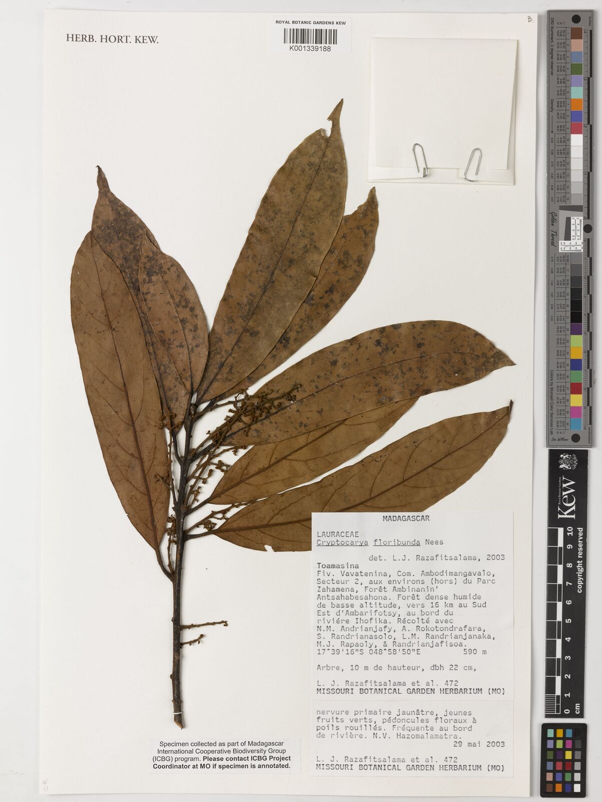 Cryptocarya amygdalina Nees | Plants of the World Online | Kew Science