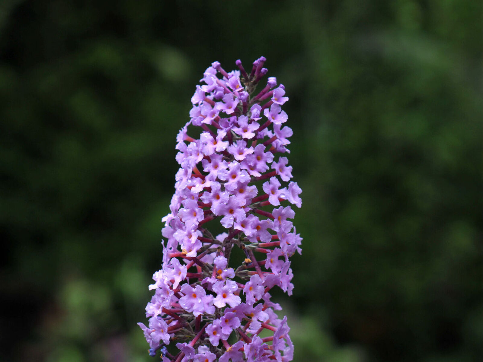 Buddleja davidii Franch. | Plants of the World Online | Kew Science