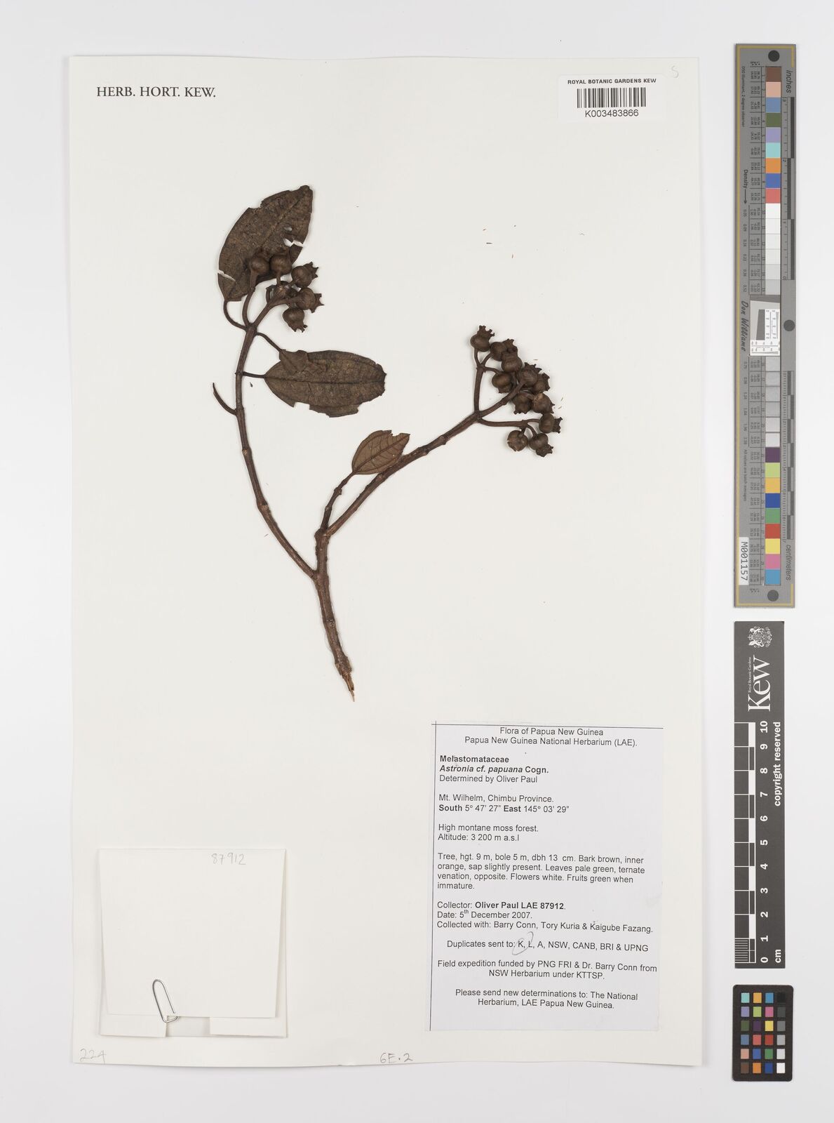 Astronia papuana Cogn. | Plants of the World Online | Kew Science