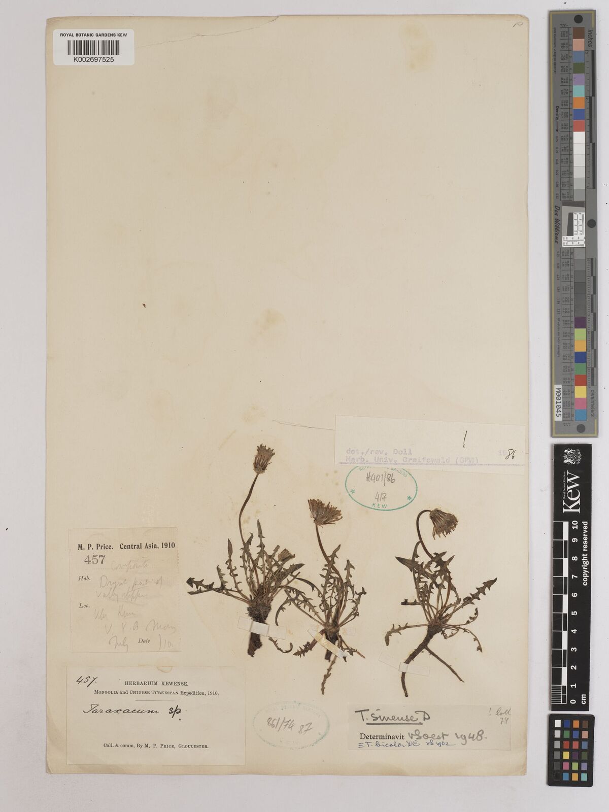Taraxacum leucanthum (Ledeb.) Ledeb. | Plants of the World Online | Kew ...