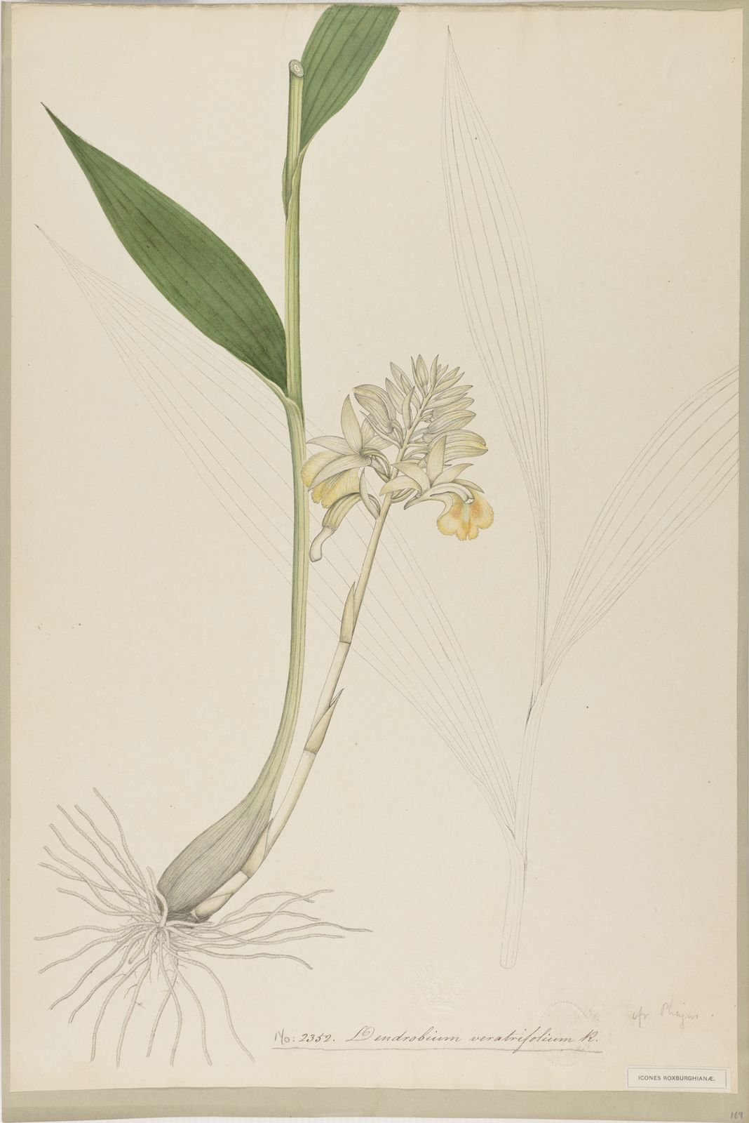 Calanthe tankervilleae (Banks) M.W.Chase, Christenh. & Schuit. | Plants ...