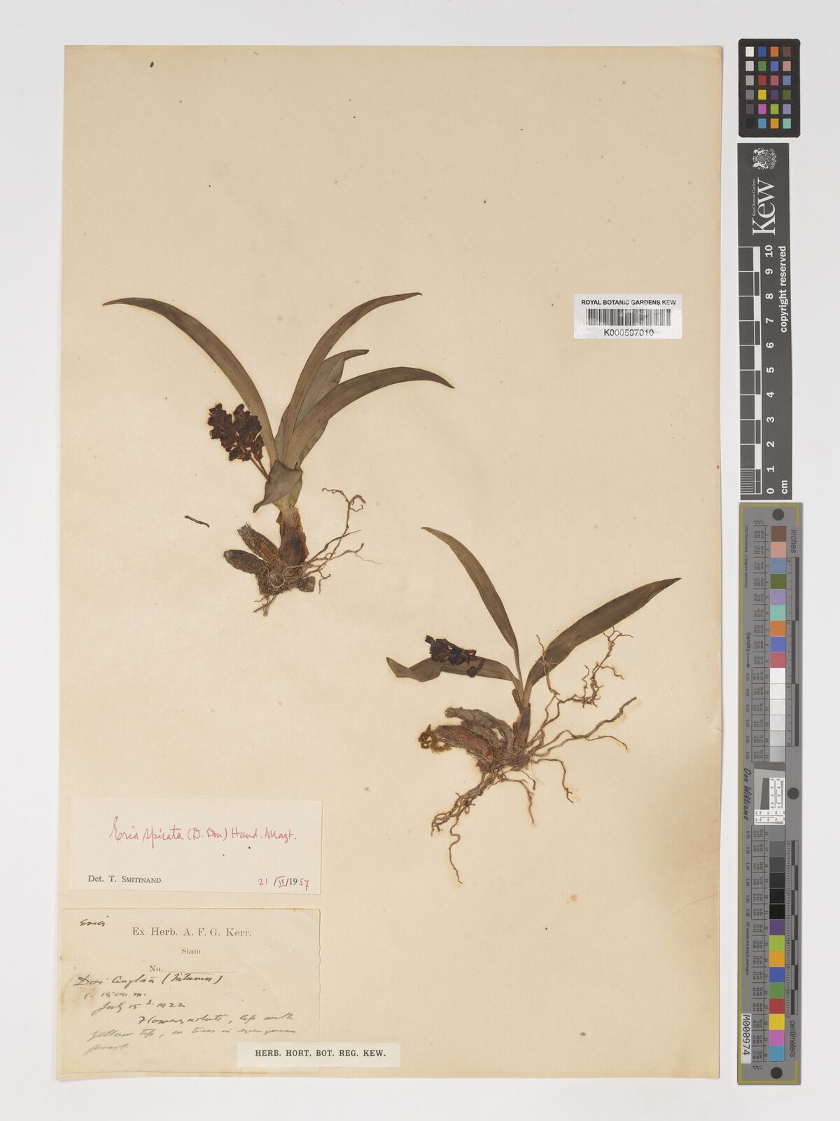 Pinalia spicata (D.Don) S.C.Chen & J.J.Wood | Plants of the World ...