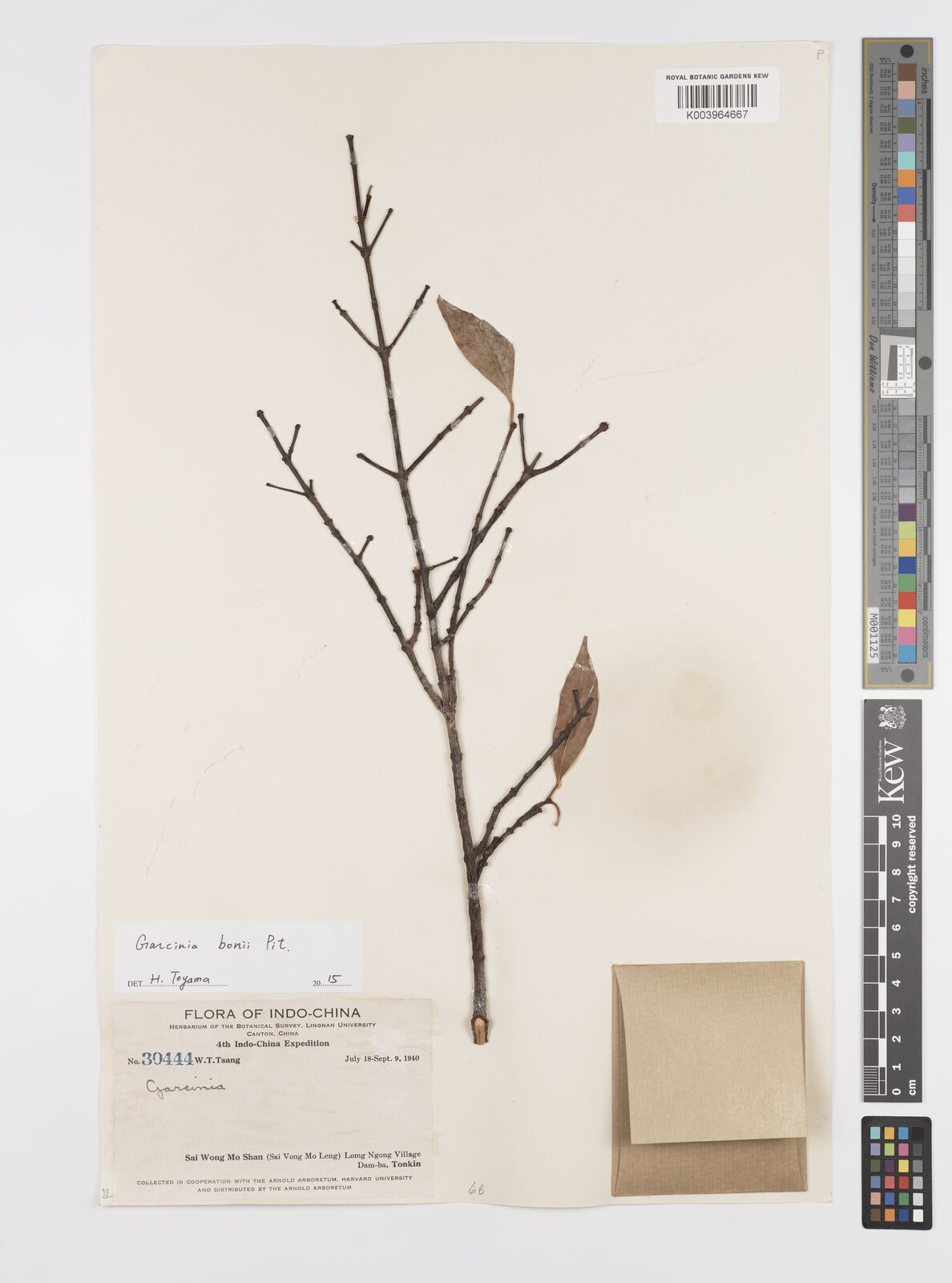 Garcinia bonii Pit. | Plants of the World Online | Kew Science