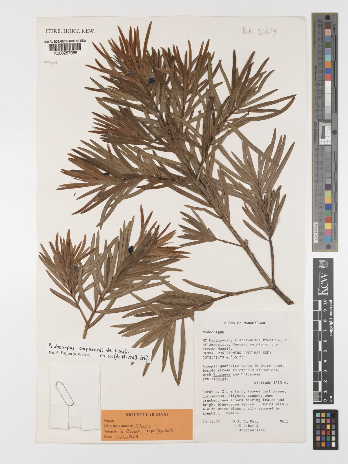 Podocarpus capuronii de Laub. | Plants of the World Online | Kew Science