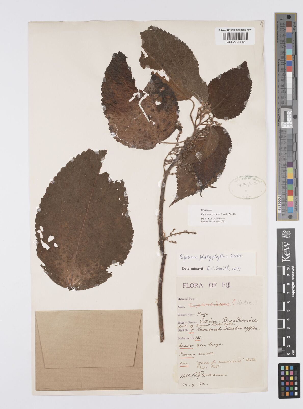 Pipturus platyphyllus Wedd. | Plants of the World Online | Kew Science