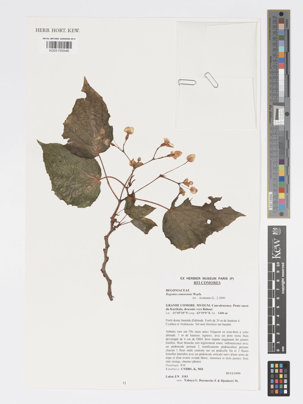Begonia comorensis Warb. | Plants of the World Online | Kew Science
