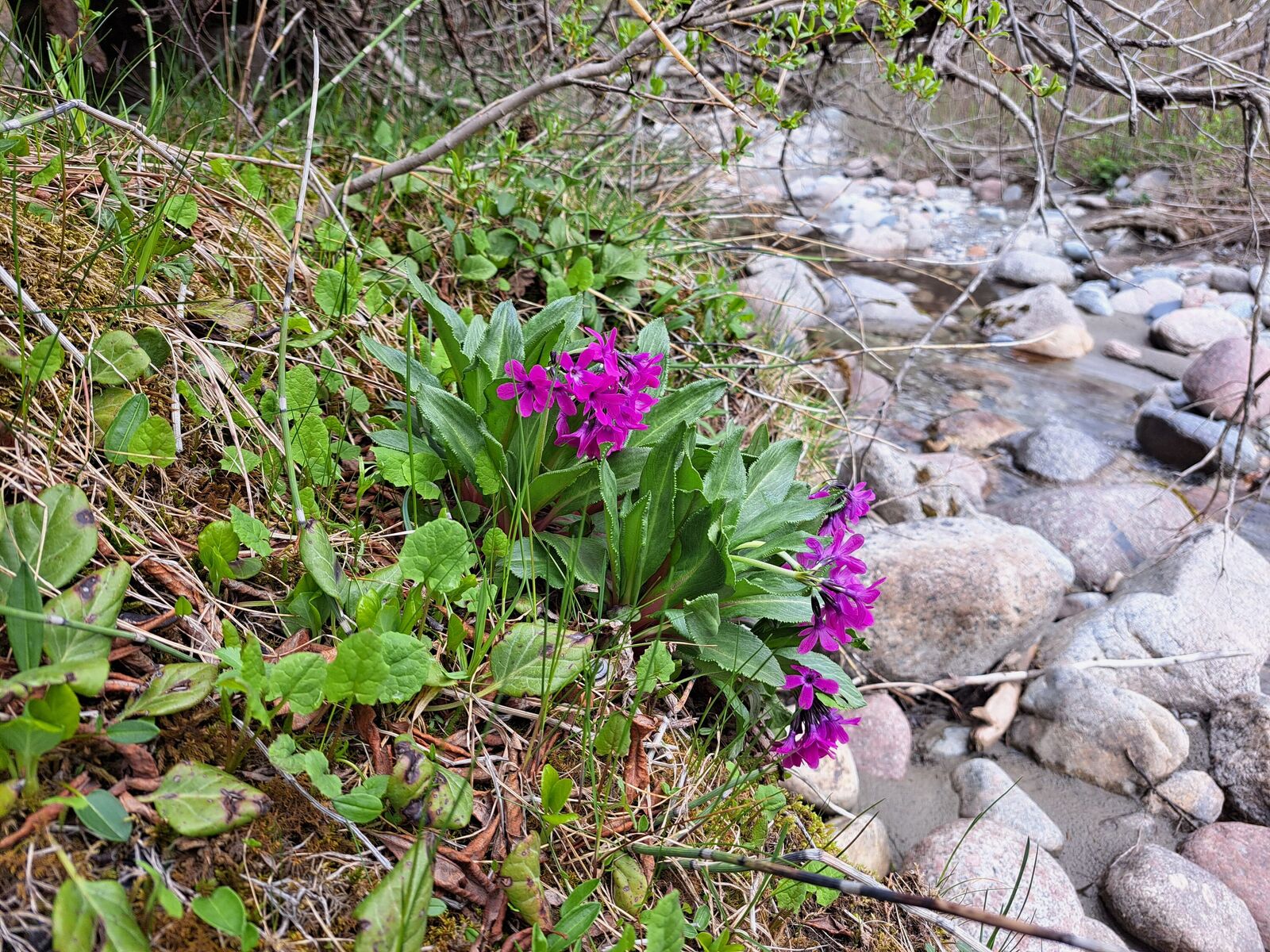 Primula nivalis Pall. | Plants of the World Online | Kew Science