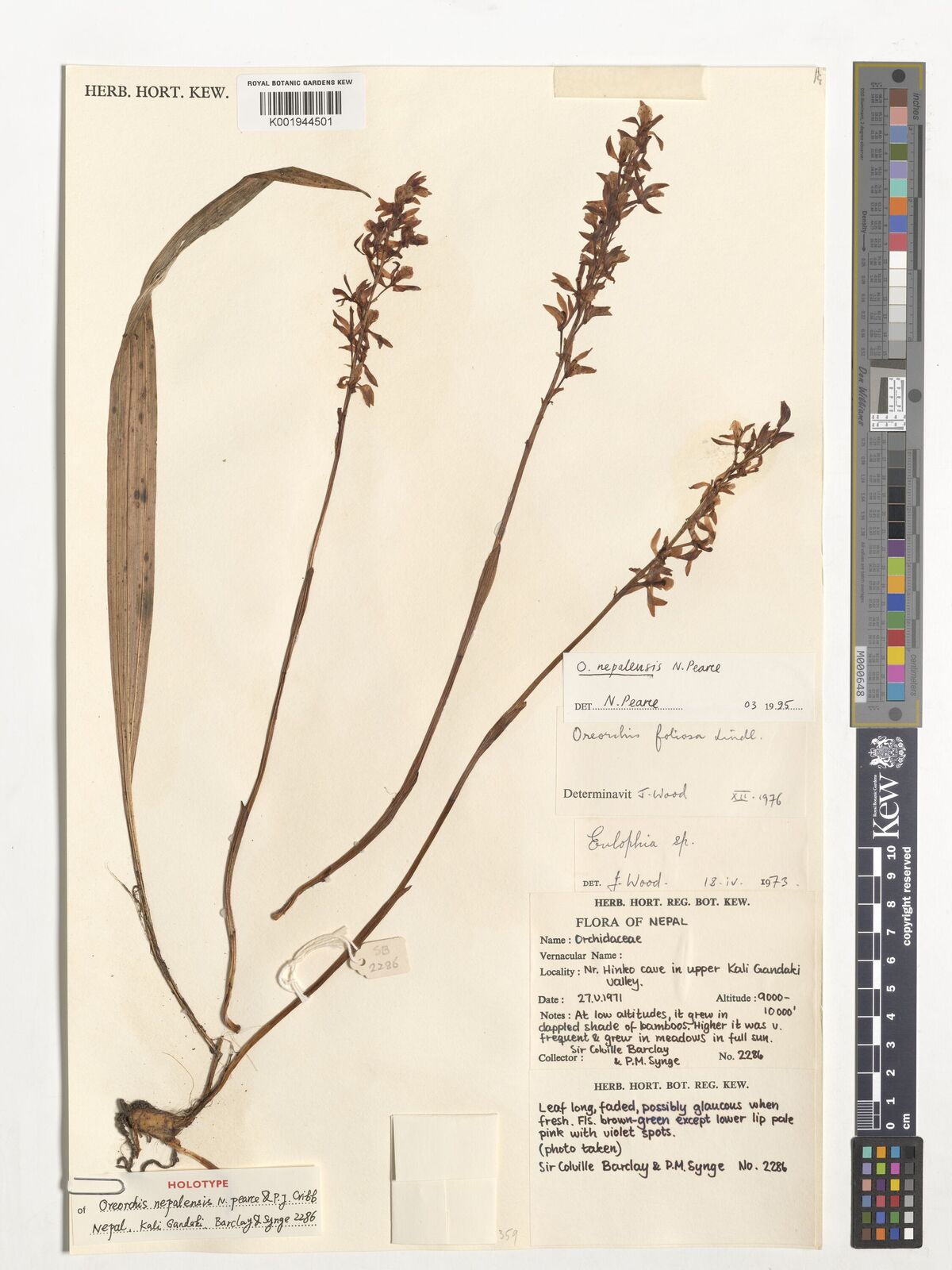 Oreorchis nepalensis N.Pearce & P.J.Cribb | Plants of the World Online ...