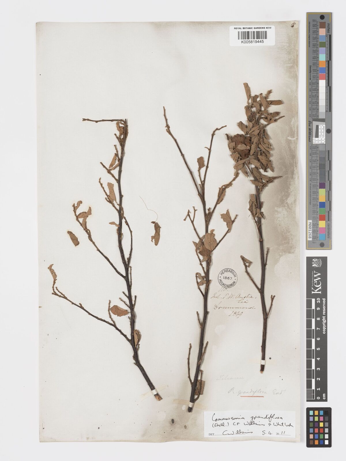 Commersonia grandiflora (Endl.) C.F.Wilkins & Whitlock | Plants of the ...