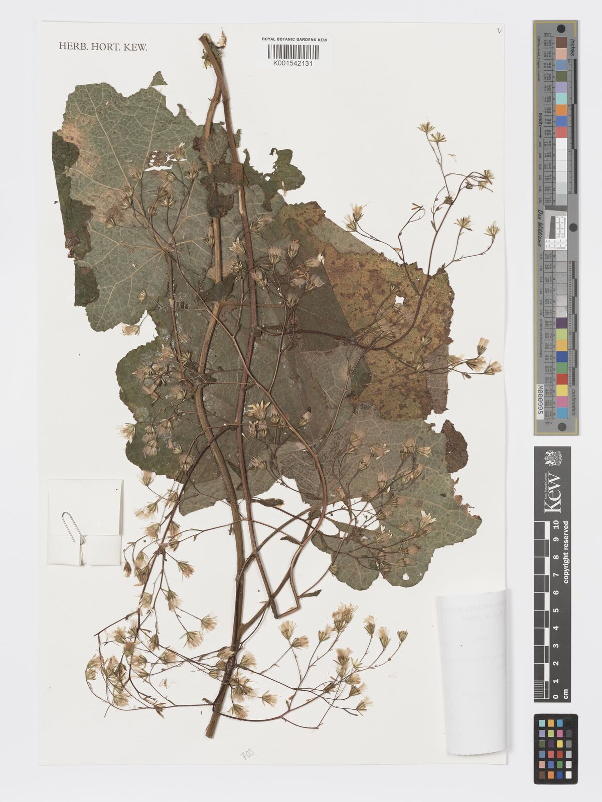 Jungia pauciflora Rusby | Plants of the World Online | Kew Science