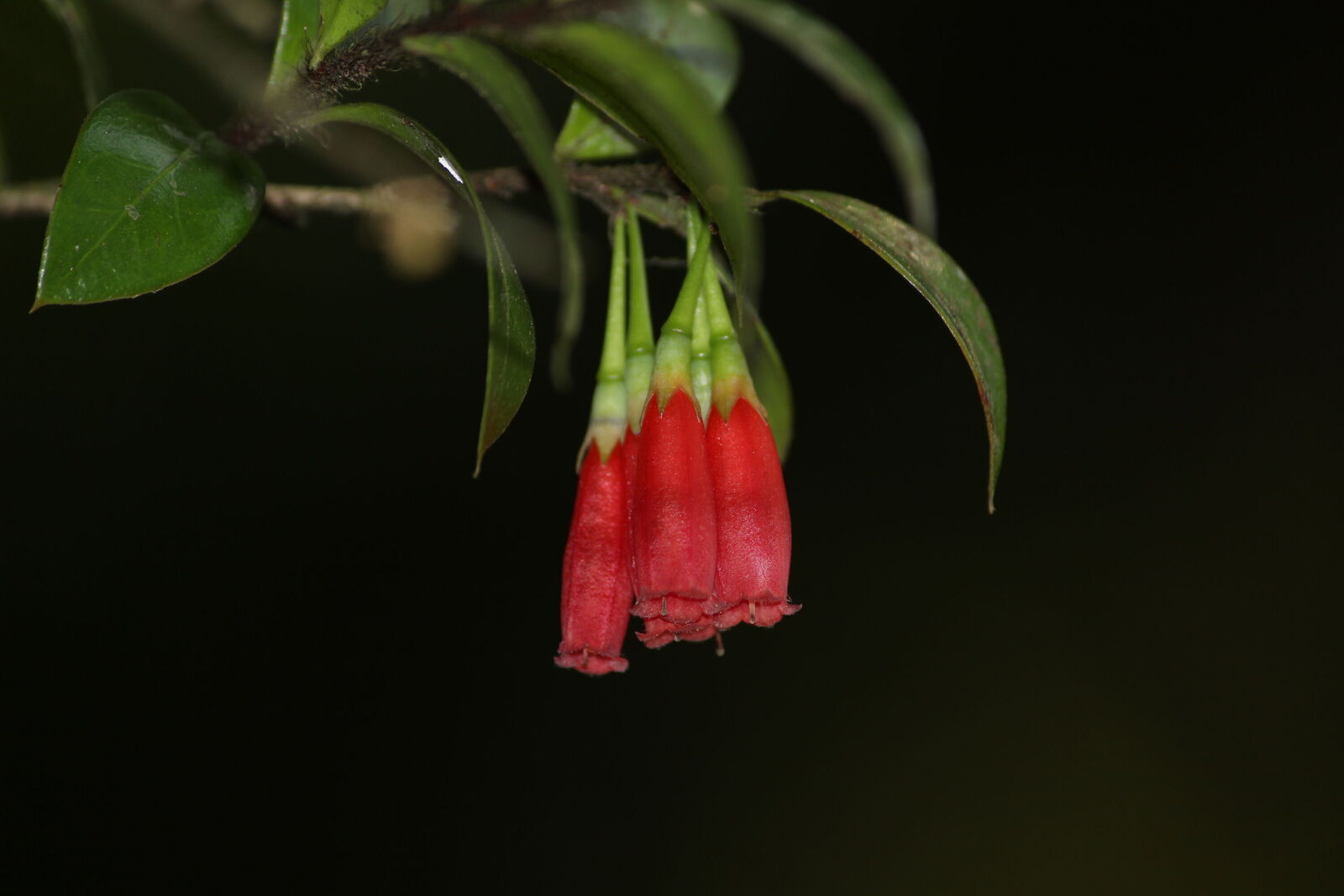 Agapetes wardii W.W.Sm. | Plants of the World Online | Kew Science