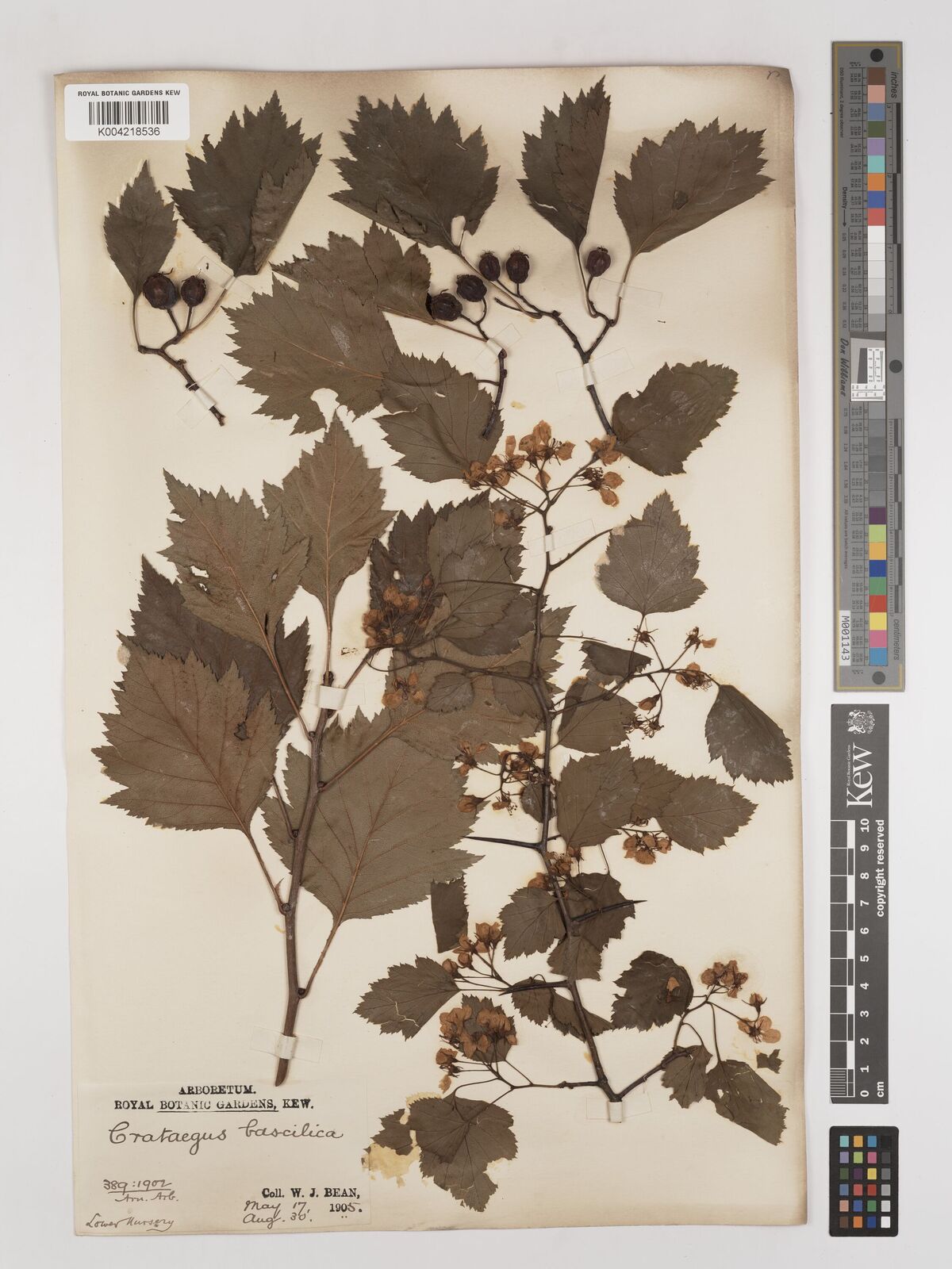 Crataegus schuettei var. schuettei | Plants of the World Online | Kew ...