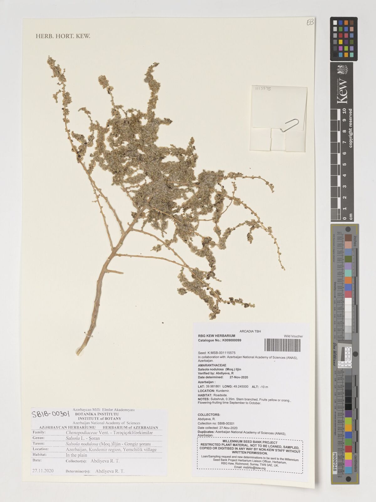 Caroxylon nodulosum Moq. | Plants of the World Online | Kew Science