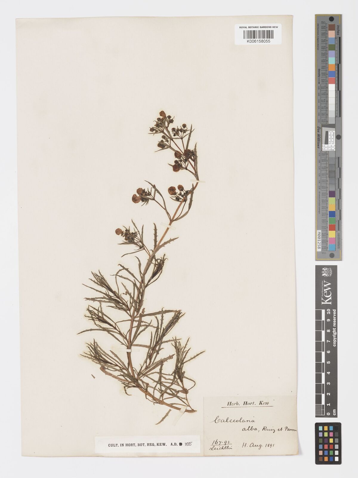 Calceolaria alba Ruiz & Pav. | Plants of the World Online | Kew Science