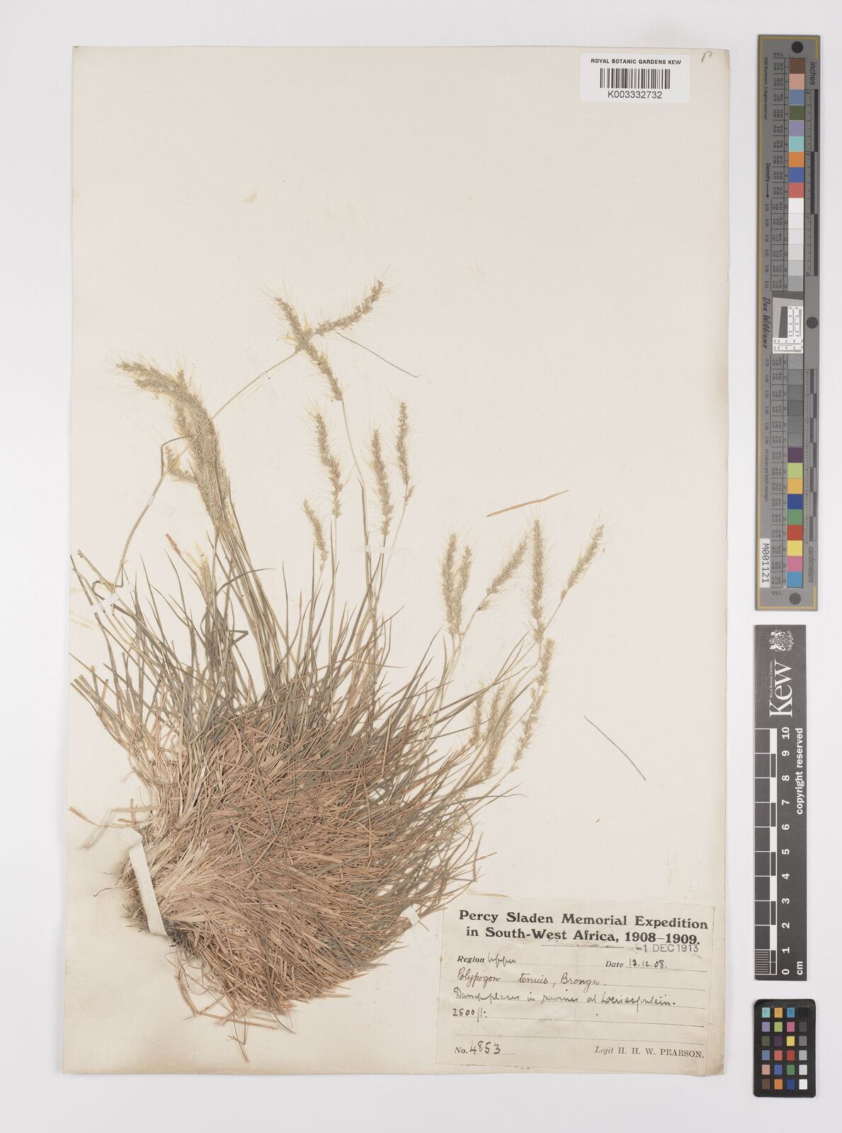 Polypogon tenuis Brongn. | Plants of the World Online | Kew Science