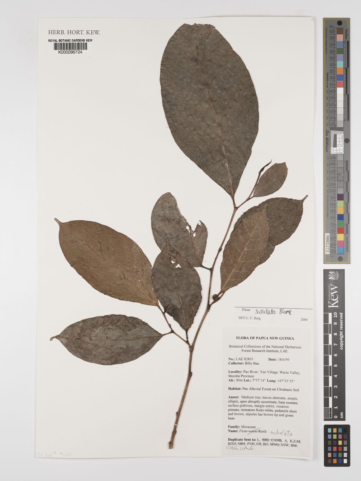 Ficus subulata Blume | Plants of the World Online | Kew Science