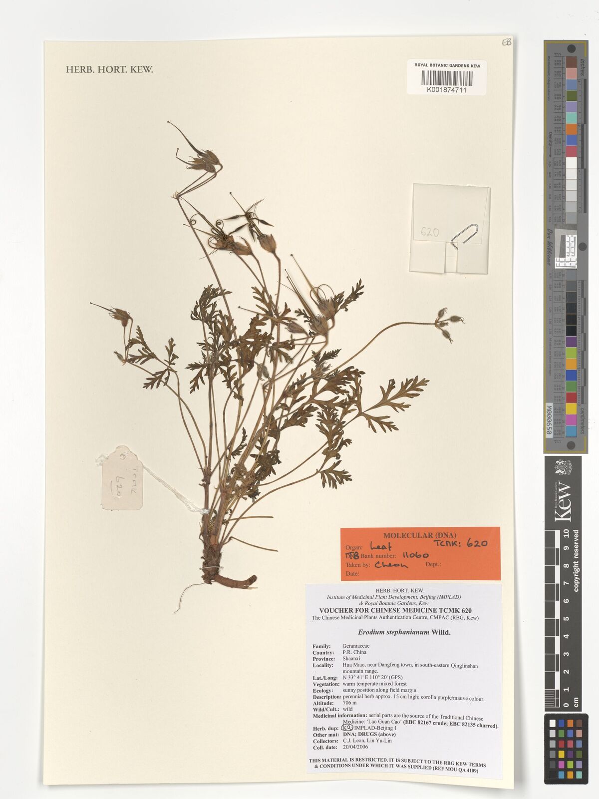 Erodium stephanianum Willd. | Plants of the World Online | Kew Science