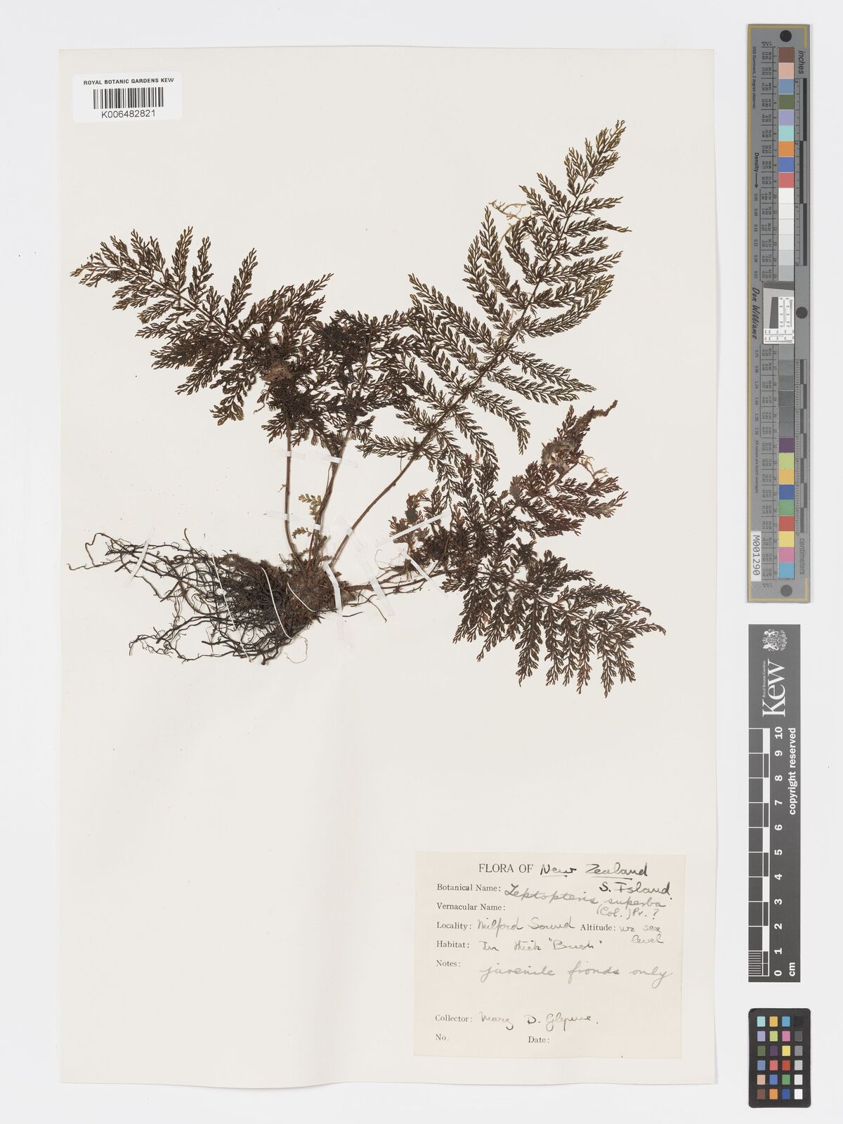 Leptopteris × intermedia (B.S.Williams ex T.Moore) Gower | Plants of ...