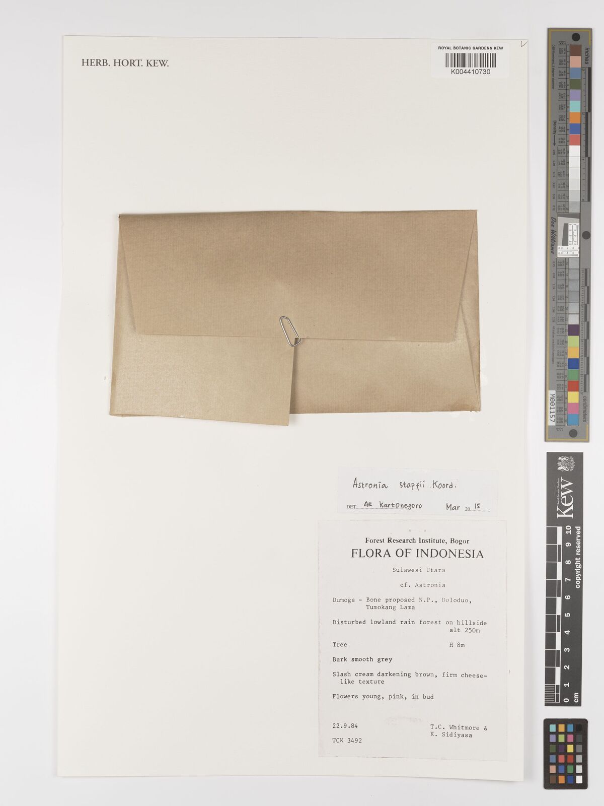 Astronia stapfii Koord. | Plants of the World Online | Kew Science