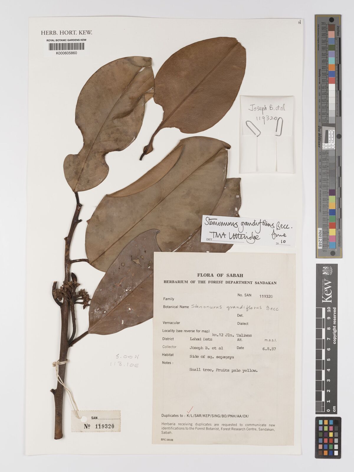 Stemonurus grandifolius Becc. | Plants of the World Online | Kew Science