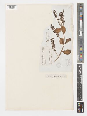 Anredera baselloides (Kunth) Baill. | Plants of the World Online | Kew ...