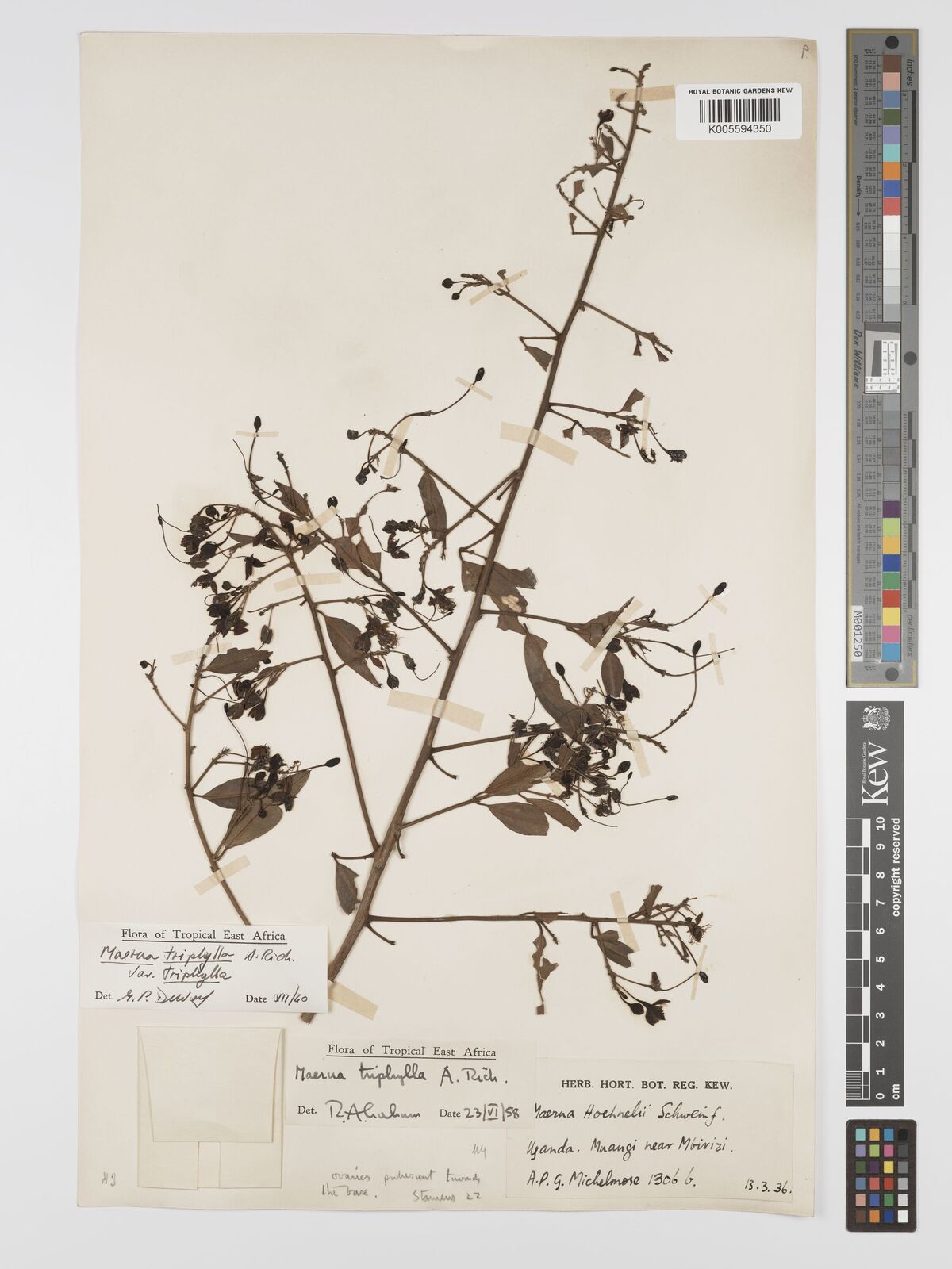 Maerua triphylla var. triphylla | Plants of the World Online | Kew Science
