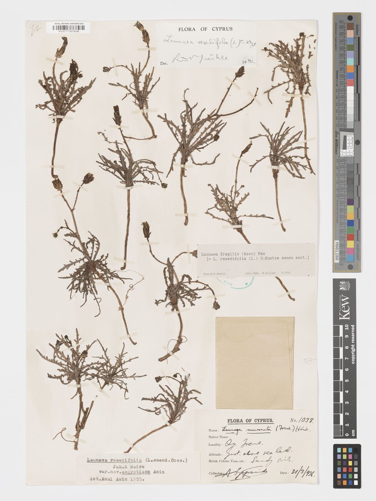 Launaea fragilis (Asso) Pau | Plants of the World Online | Kew Science