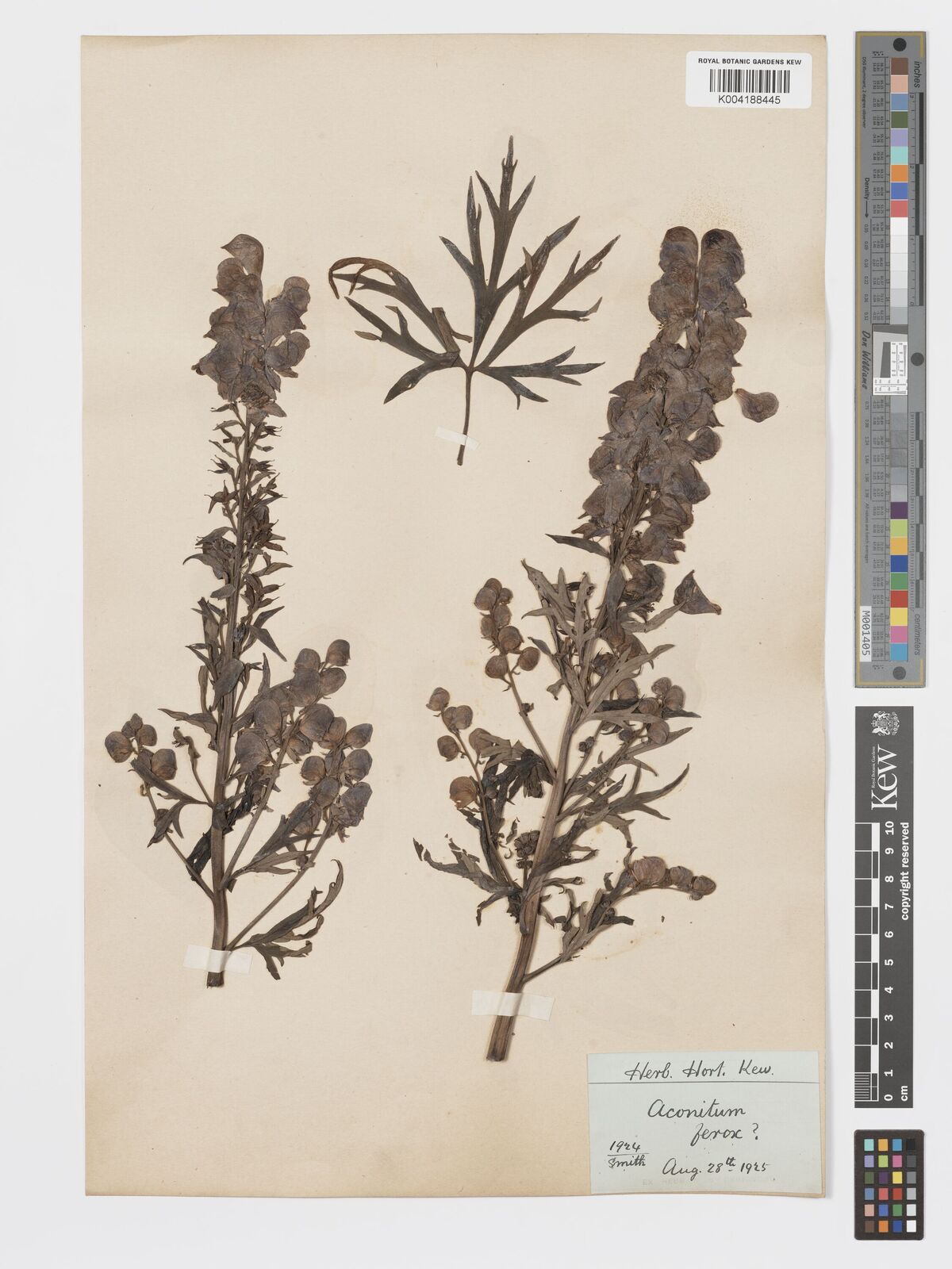 Aconitum ferox Wall. ex Ser. | Plants of the World Online | Kew Science