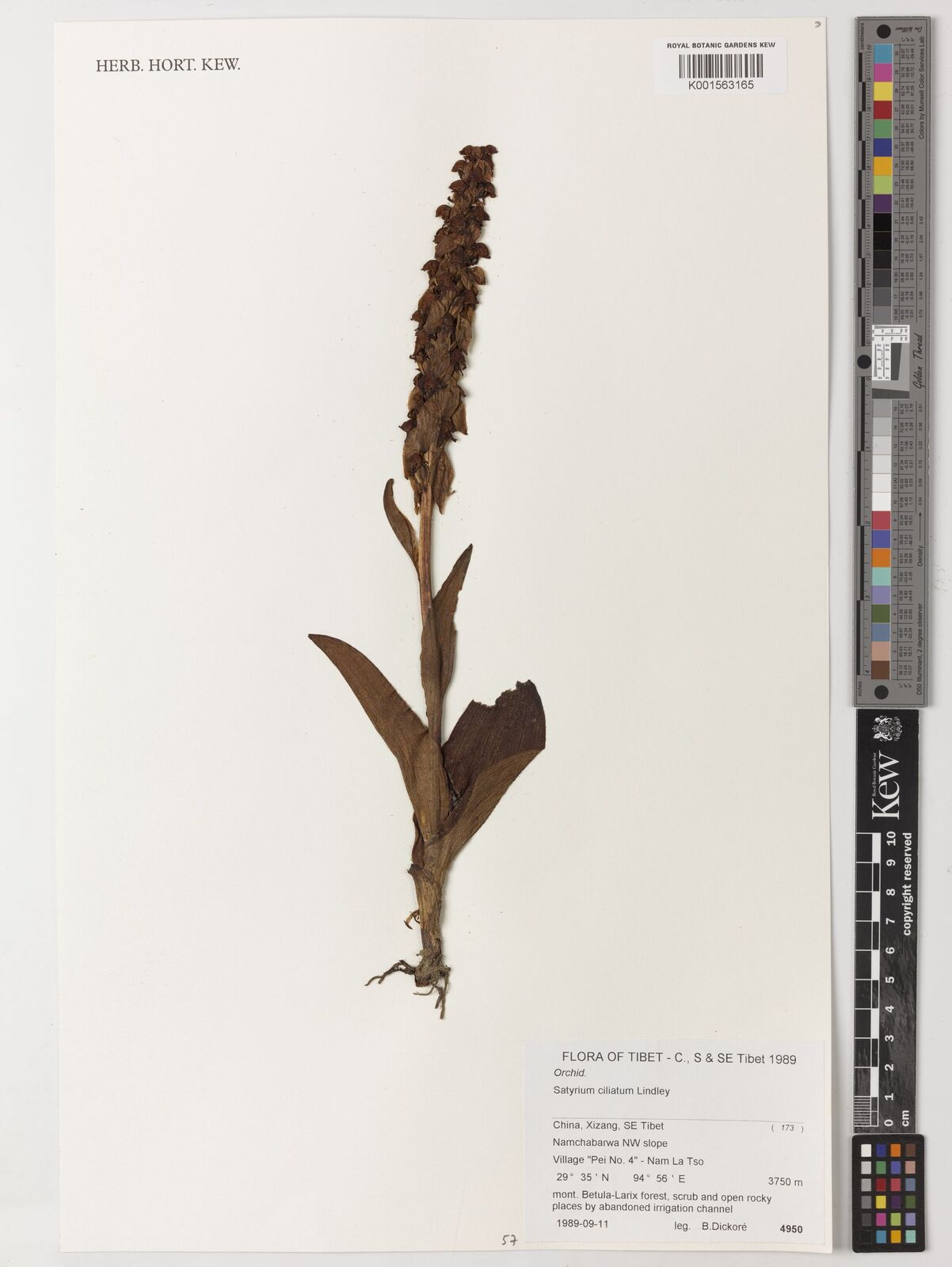 Satyrium nepalense var. ciliatum (Lindl.) Hook.f. | Plants of the World ...