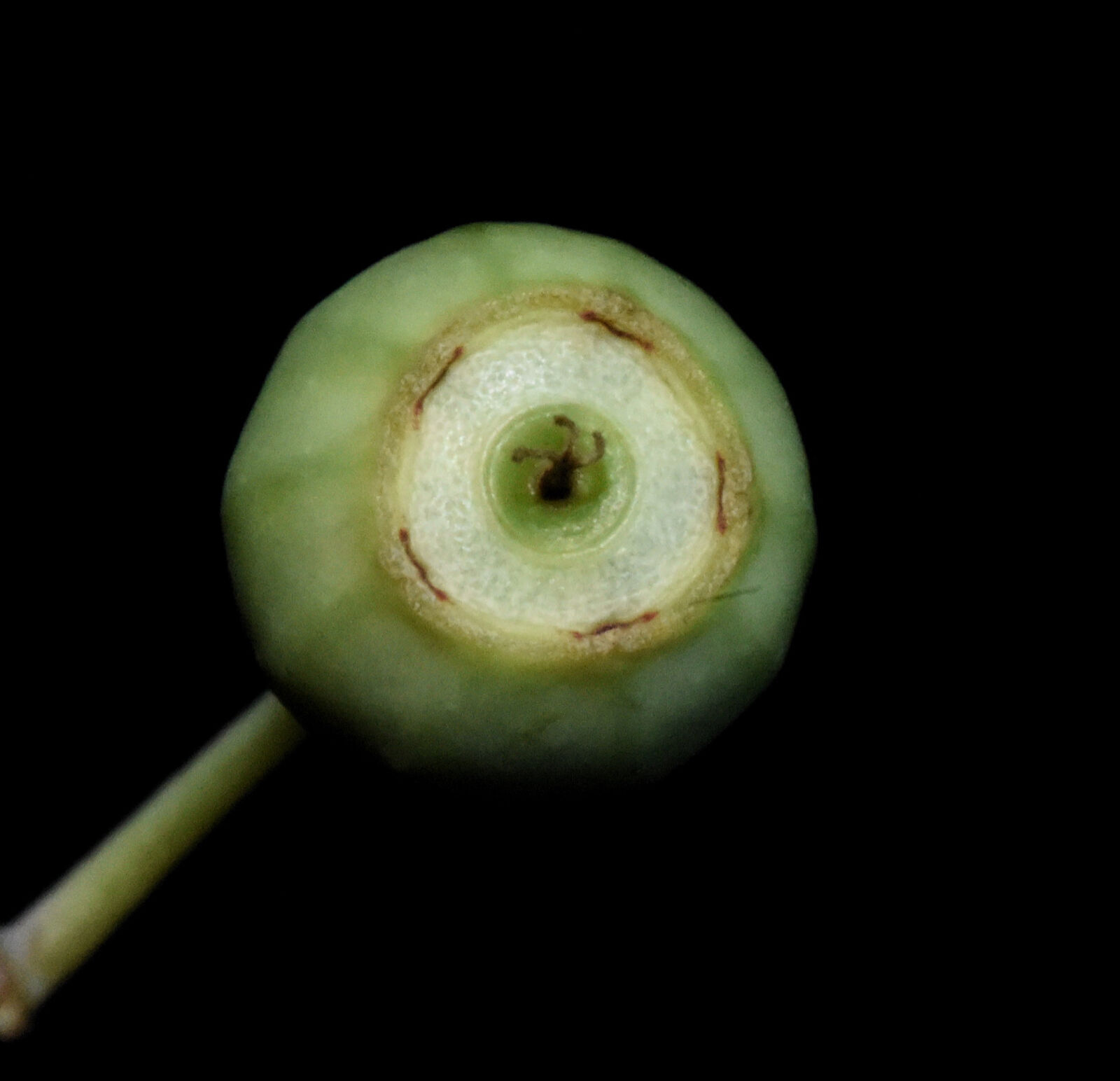 Helinus integrifolius (Lam.) Kuntze | Plants of the World Online | Kew ...