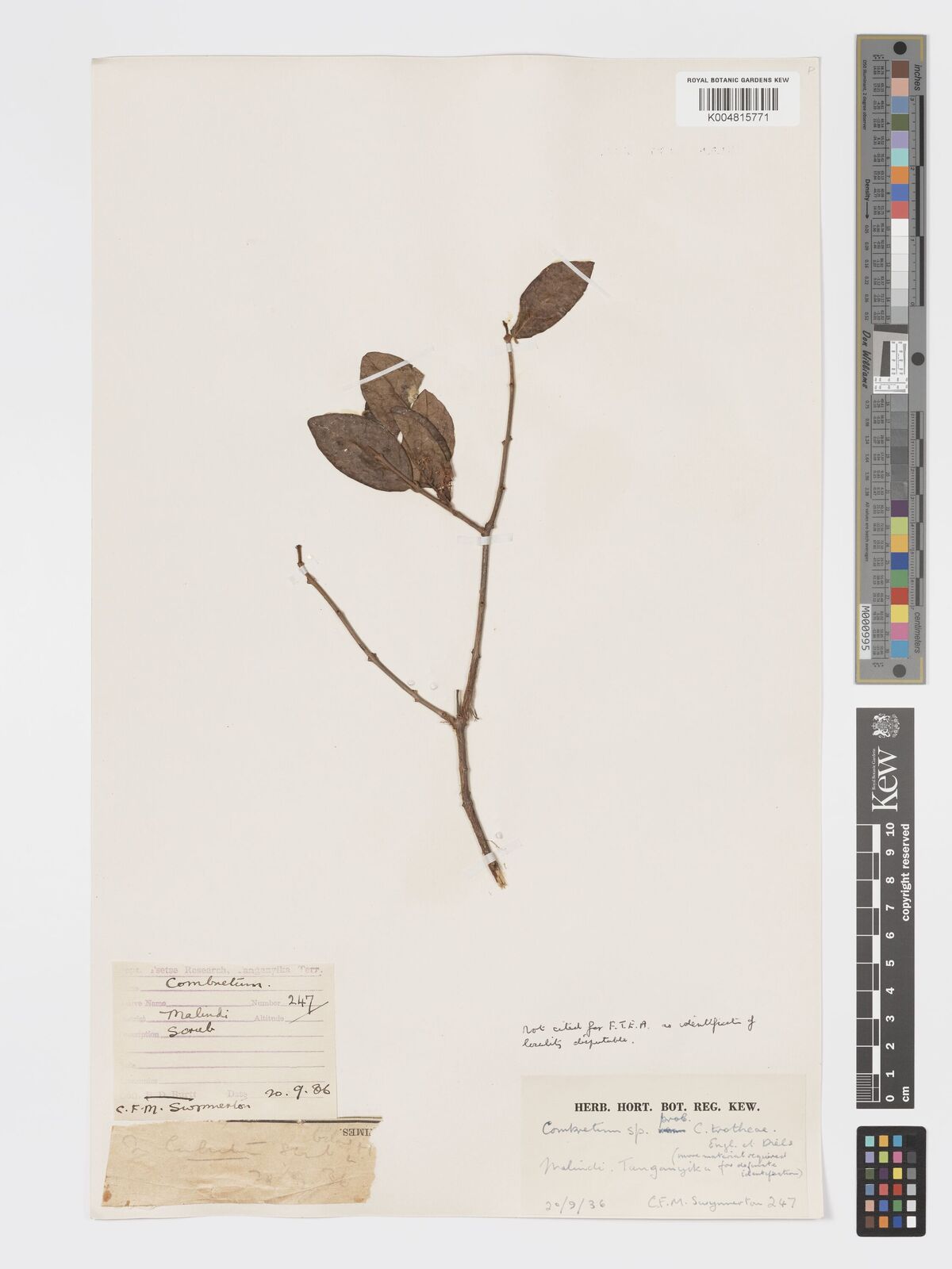 Combretum celastroides subsp. celastroides | Plants of the World Online ...