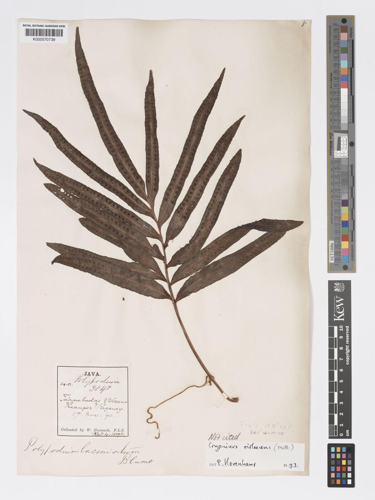 Selliguea violascens (Mett.) Hovenkamp | Plants of the World Online ...