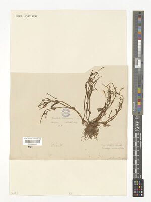 Bonnaya antipoda (L.) Druce | Plants of the World Online | Kew Science