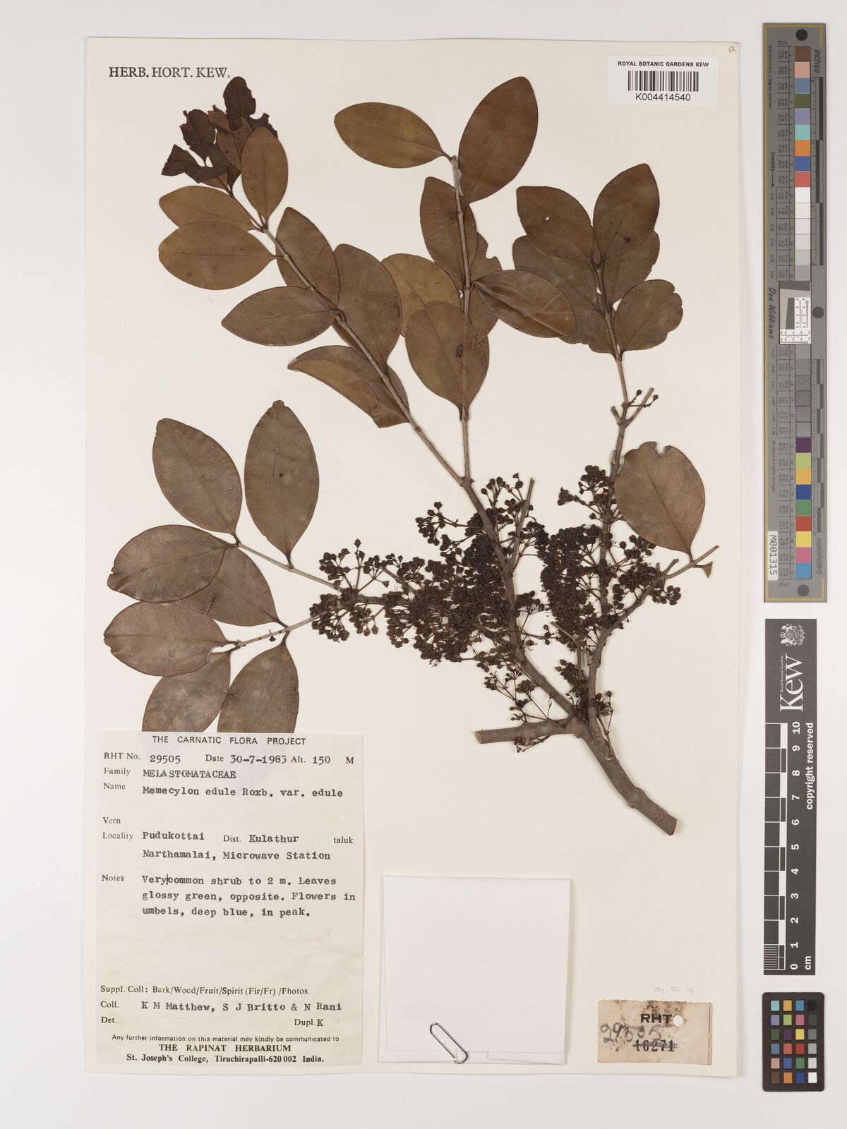 Memecylon edule var. edule | Plants of the World Online | Kew Science